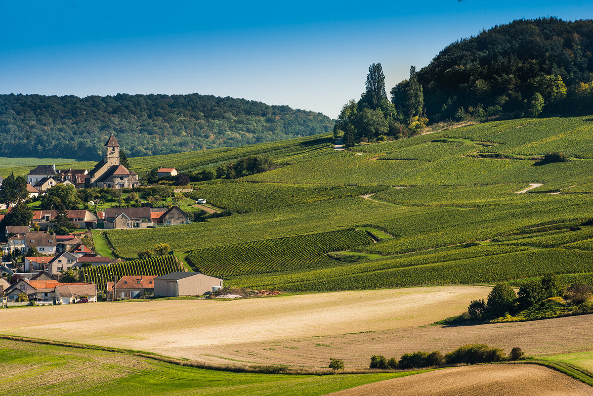 A Guide To Our Favorite Champagne Producers – Verve Wine