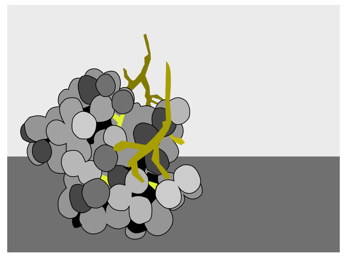 What to Know About Whole-Cluster Fermentation in Wine | Verve Wine Blog